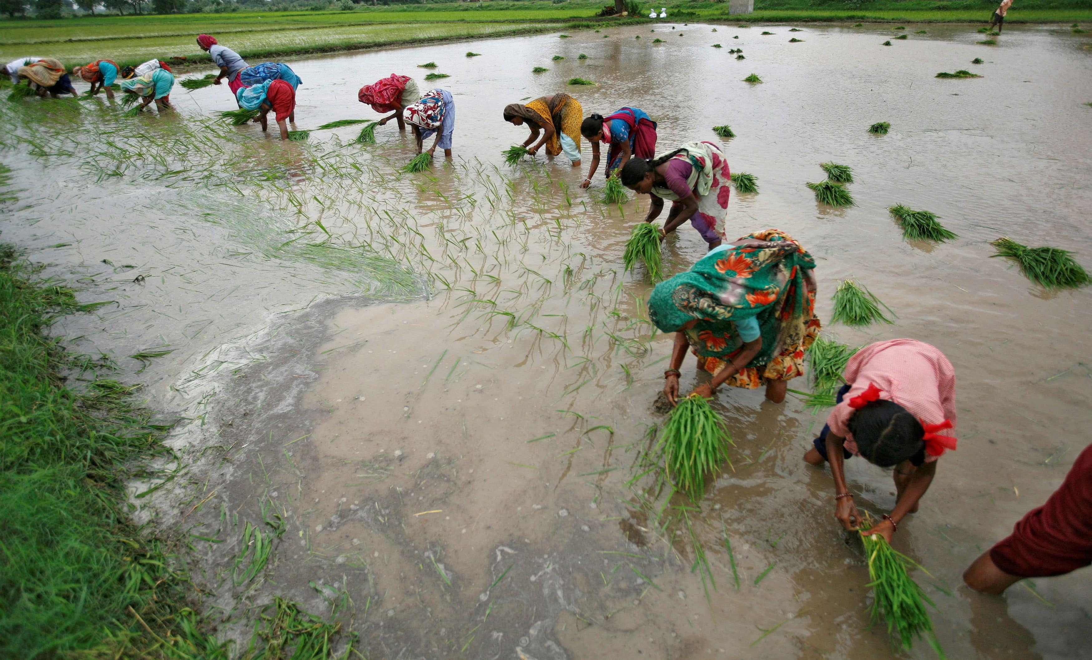 Government extends export ban on de-oiled rice bran till March 2024