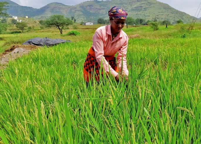 UP purchases 53.7 lakh tonnes of paddy | Zee Business