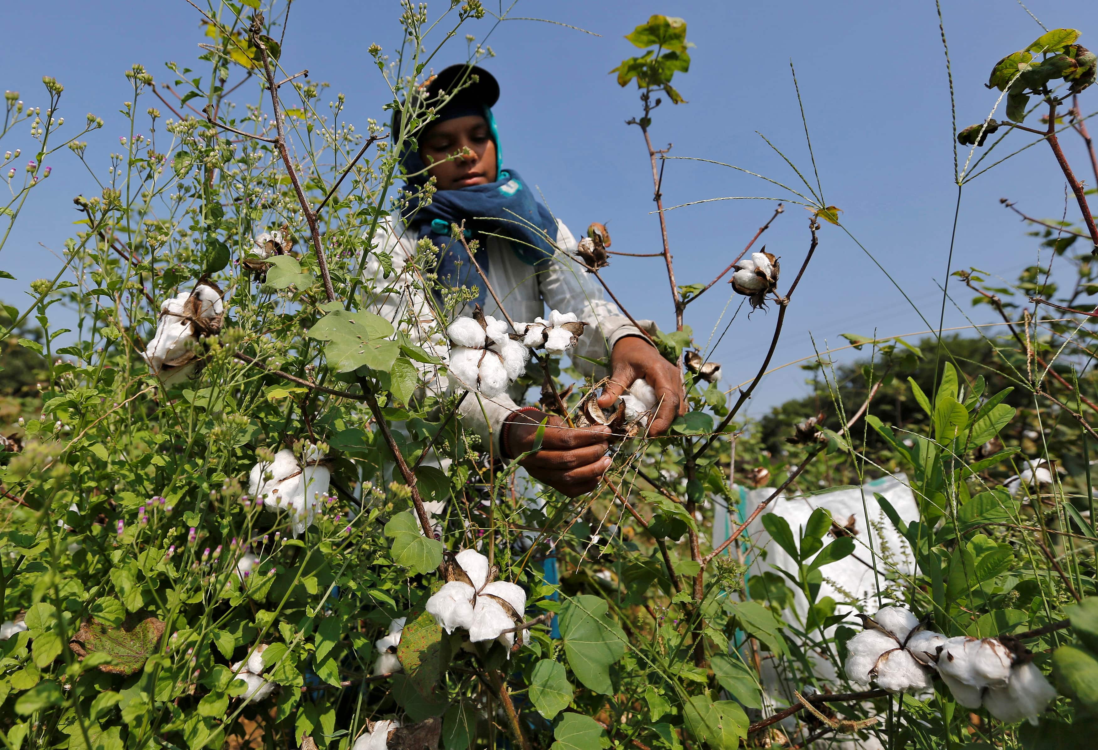 India's cotton yarn, fabric exports rise 7 percent to USD 11.7 bn in FY24