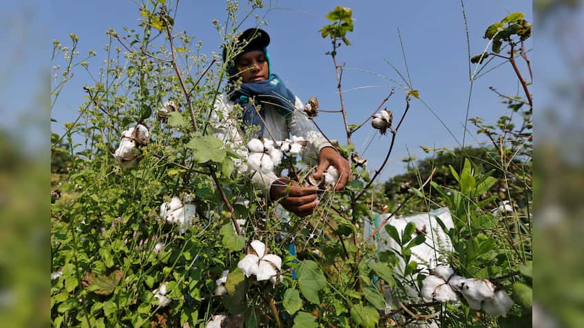 India's cotton yarn, fabric exports rise 7 percent to USD 11.7 bn in FY24