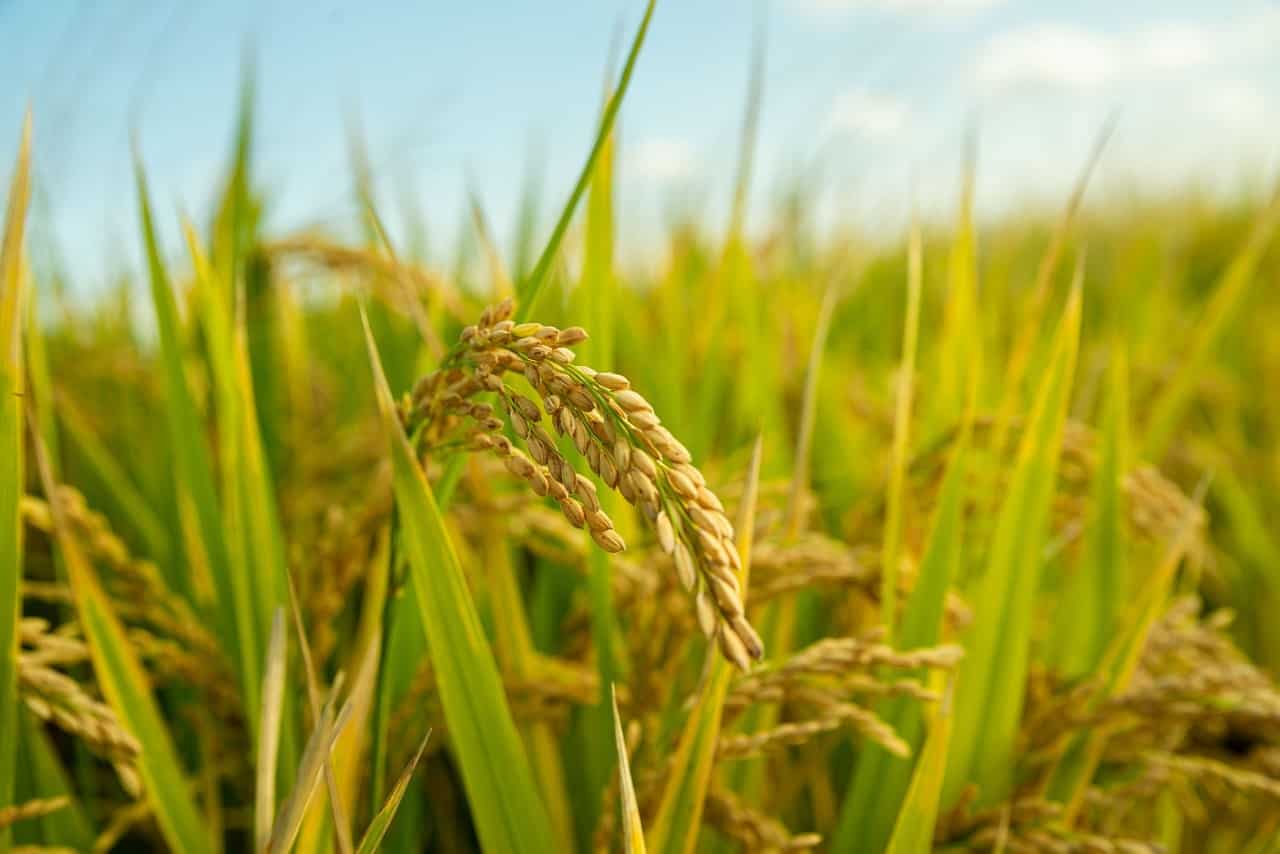 paddy Latest News- Top News on paddy, Update on paddy, paddy News Today ...