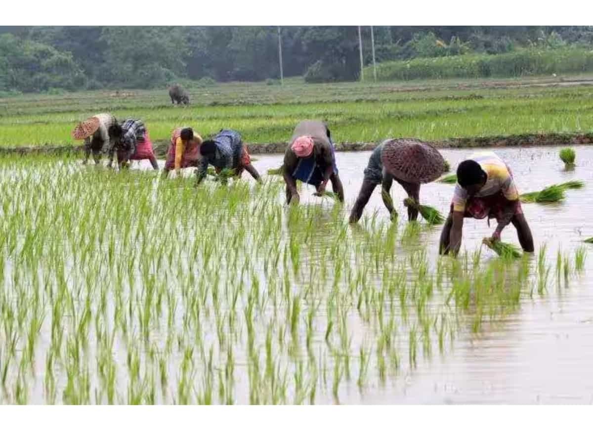 Fertilizer stocks gain up to 4% as Budget targets agri-productivity boost