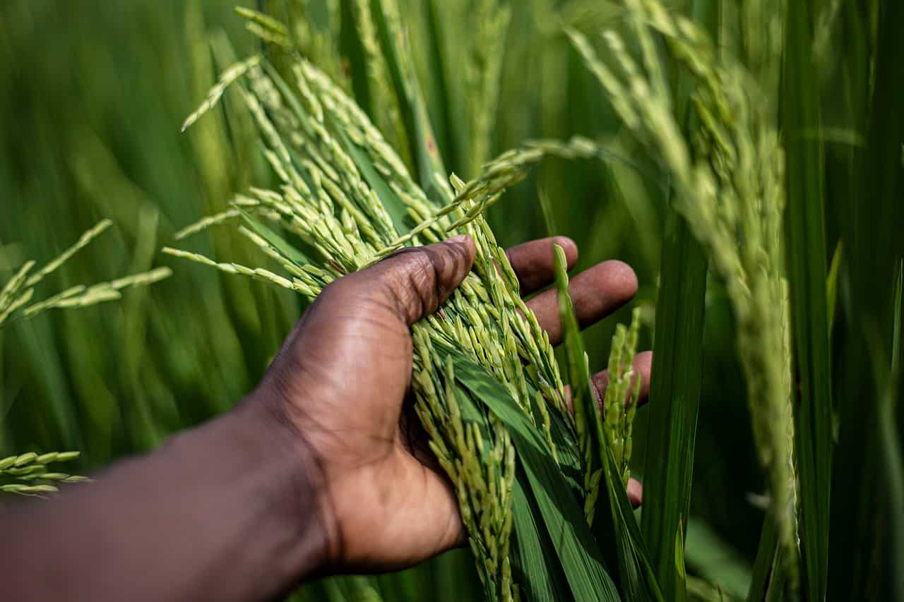 Centre extends ban on de-oiled rice bran export till September 2025