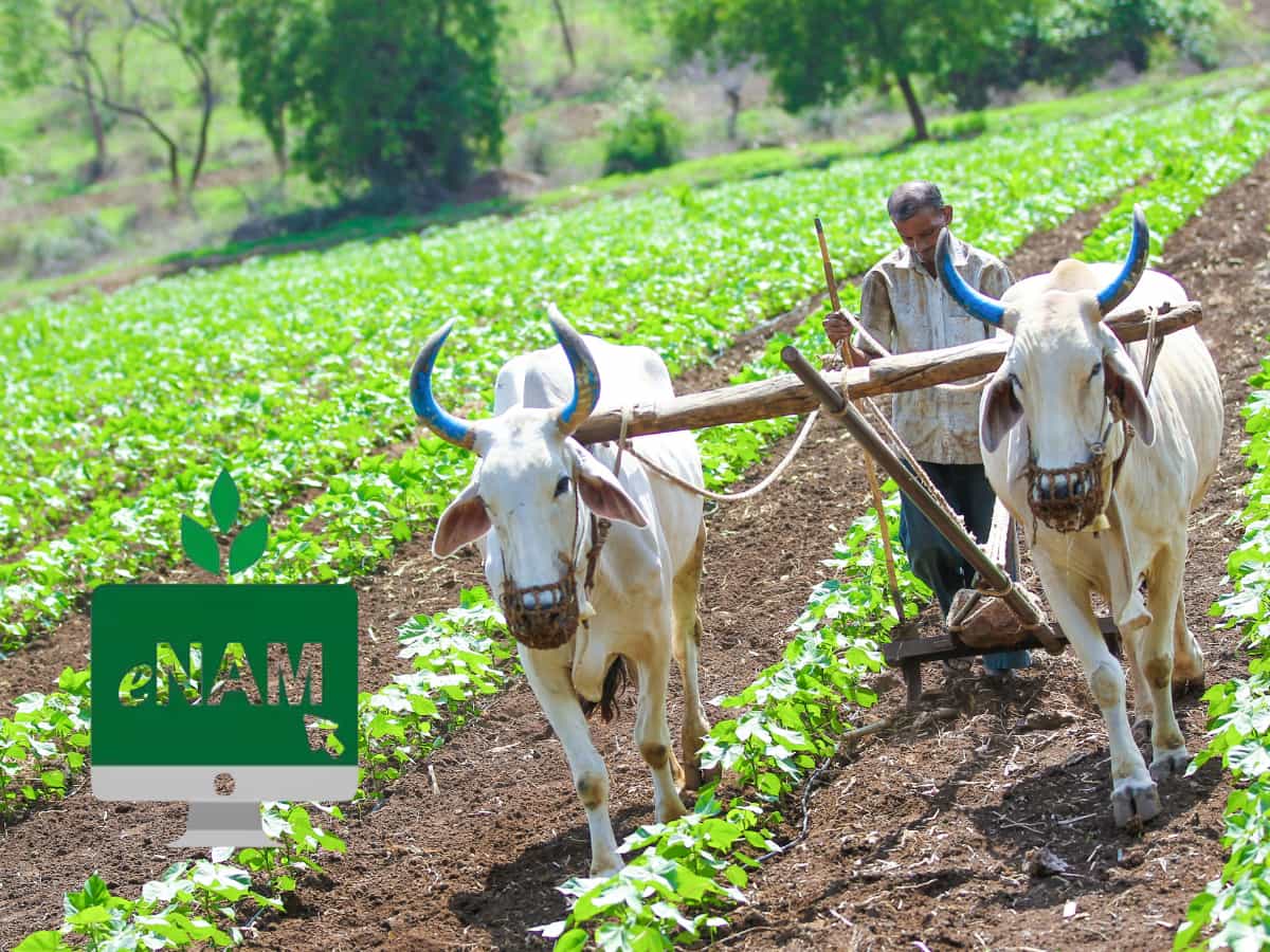 e-NAM Platform Expanded: 09 new commodities added to boost India’s largest digital agri-trade ...