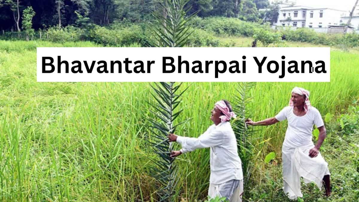 Bhavantar Bharpai Yojana: Eligible for these 21 crops? Check benefits ...