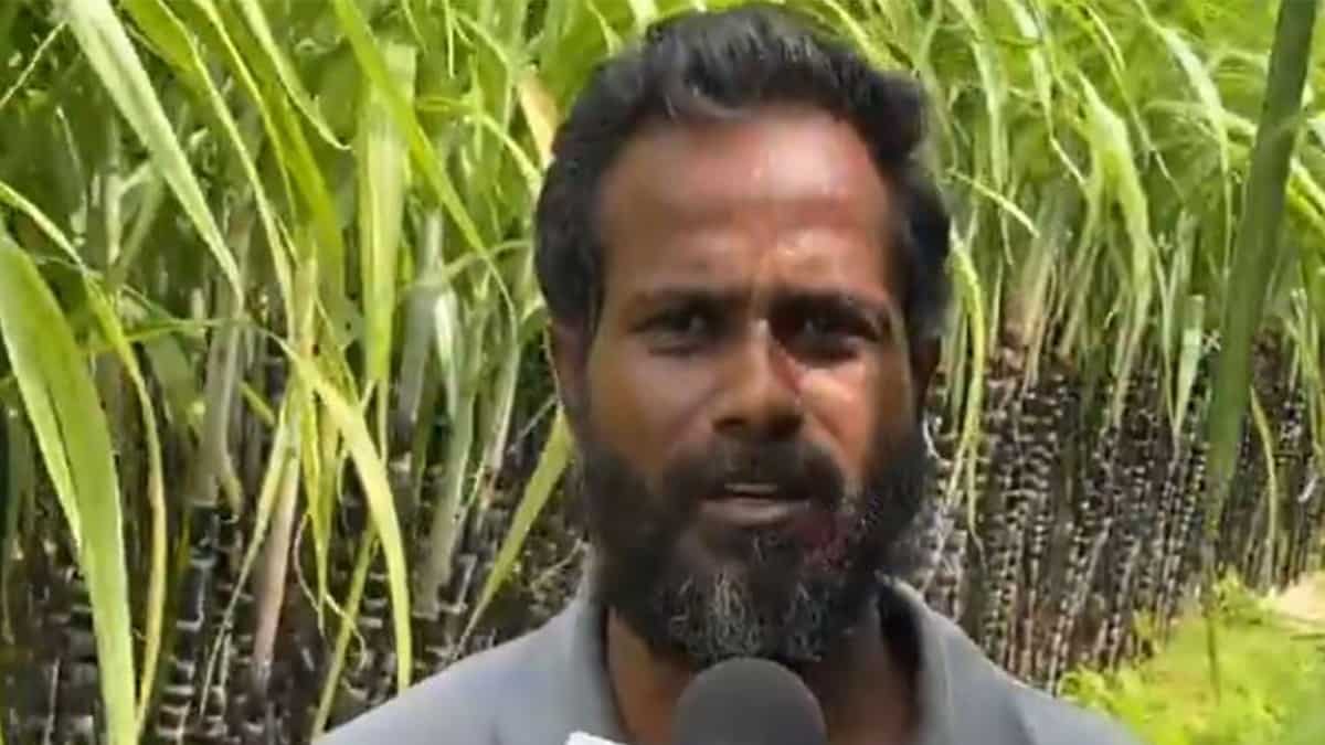 Pongal Celebrations begin on a sweet note as Trichy farmers reap rich ...