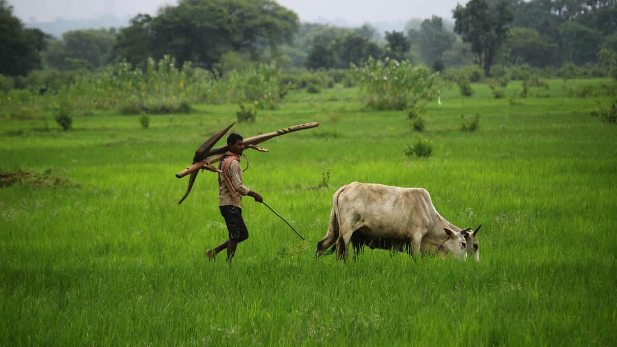 Kisan Vikas Patra: A savings scheme with stable interest and double ...