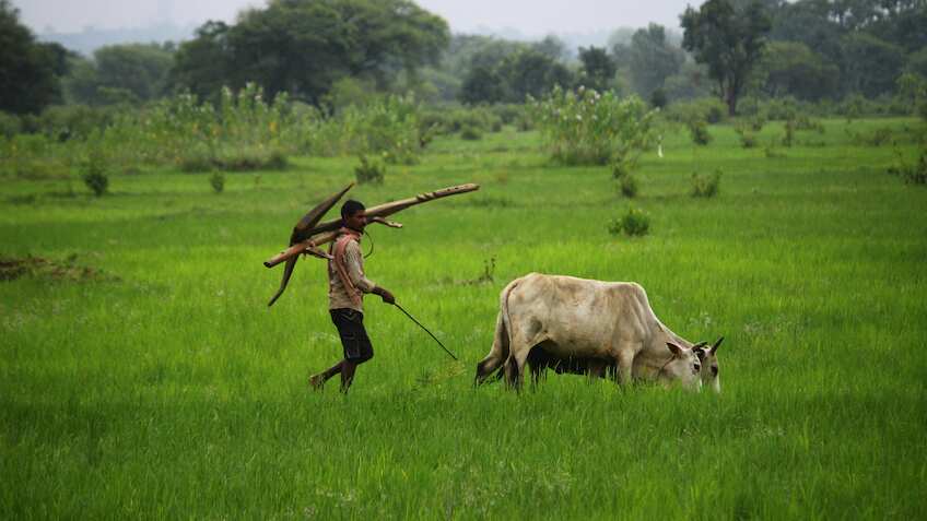 Kisan Vikas Patra: A savings scheme with stable interest and double ...