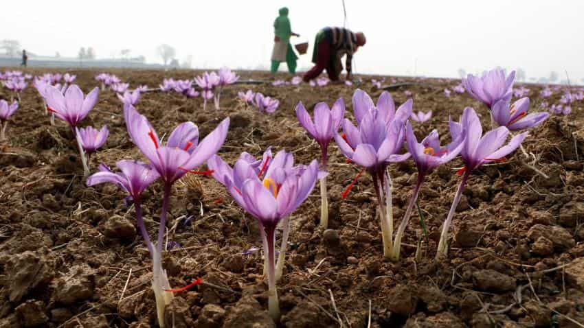 Microsoft AI helping Indian farmers increase crop yields | Zee Business Microsoft AI helping Indian farmers increase crop yields | Zee Business