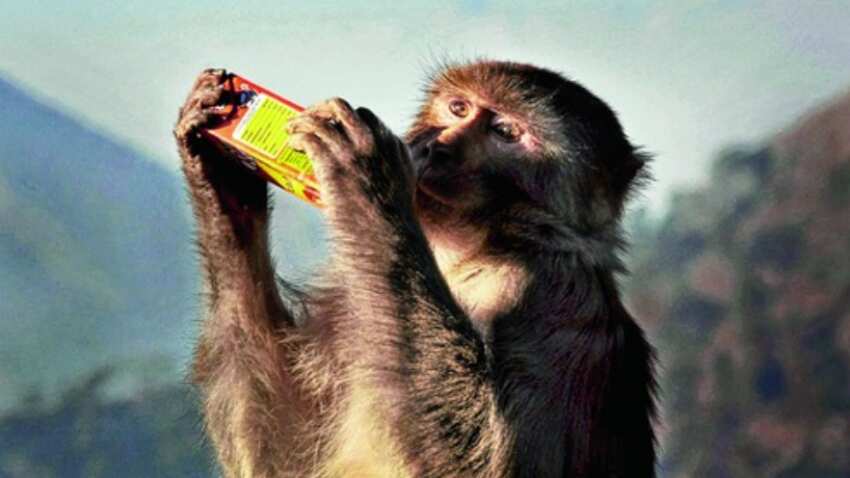 Rs 4 lakh in bag, Monkey caught throwing money on streets in Uttar ...